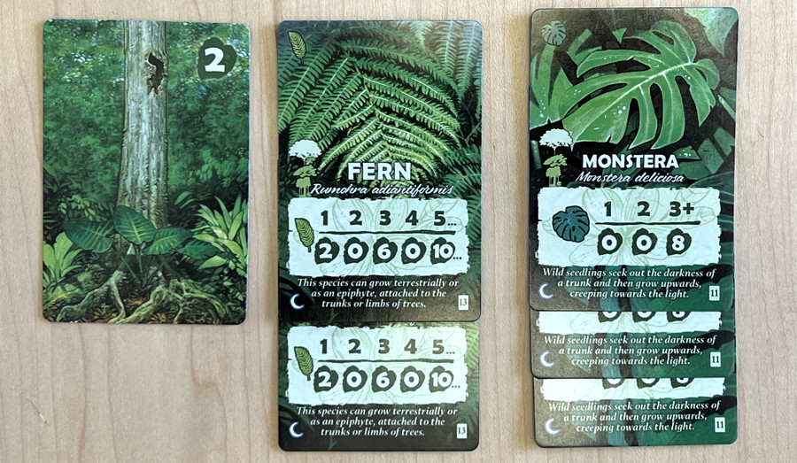 Solo Game Review: Manage Your Rainforest In The Set-Building Game ...